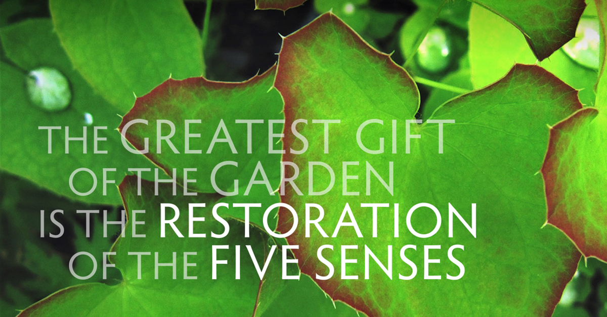Rae Wilkinson MSGLD Garden and Landscape Designer Surrey, Sussex ...